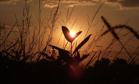 クライアントインタビュー - AVLジャパン vol.1 | RGFプロフェッショナルリクルートメントジャパン